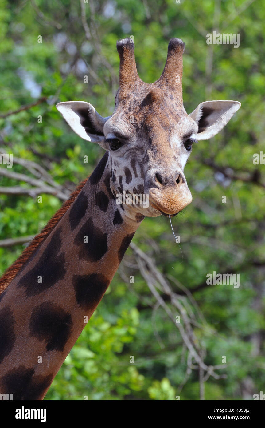Rothschild's giraffe, Giraffa camelopardalis rothschildi Rotschild ...