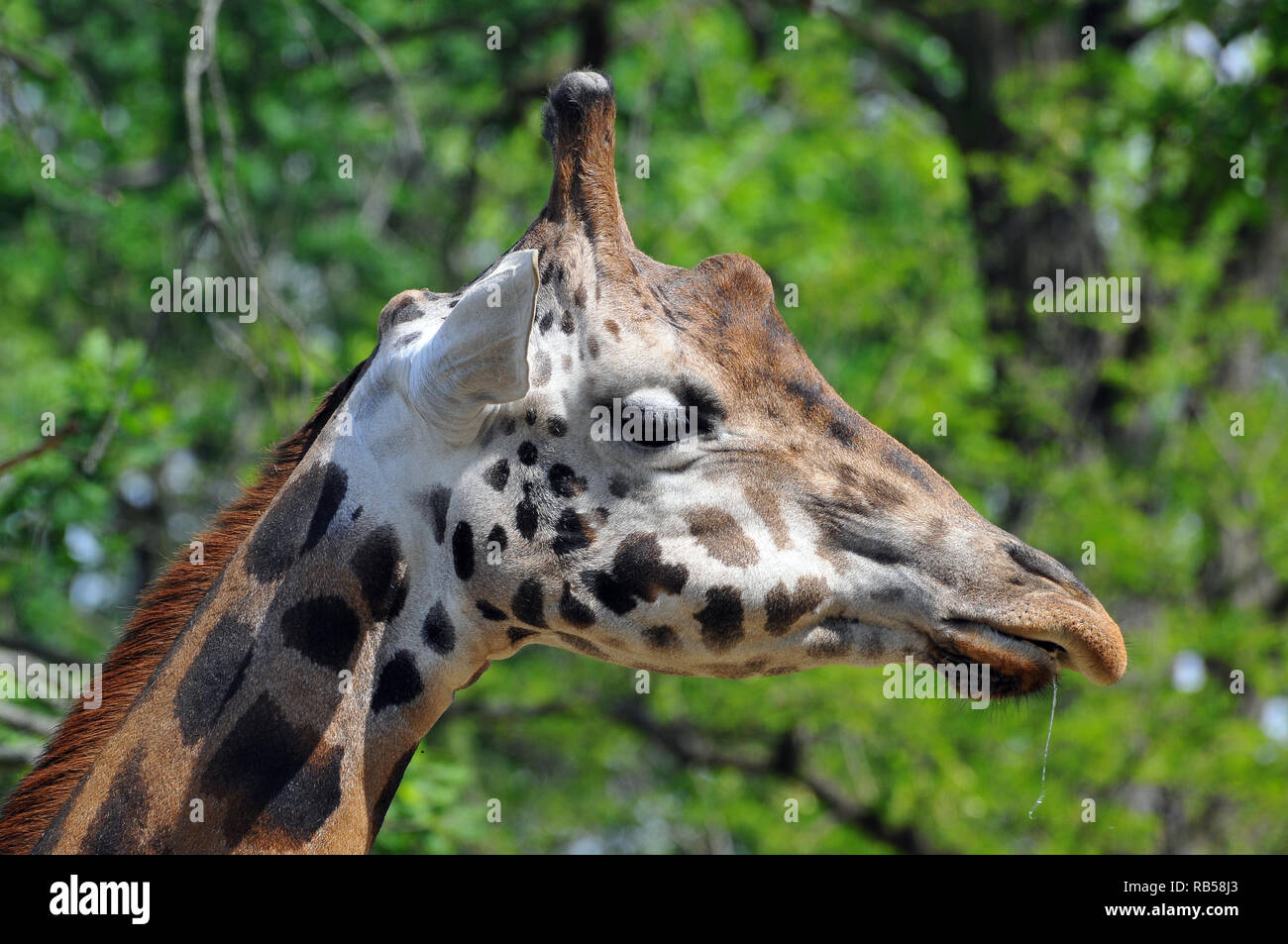 Rothschild's giraffe, Giraffa camelopardalis rothschildi Rotschild ...