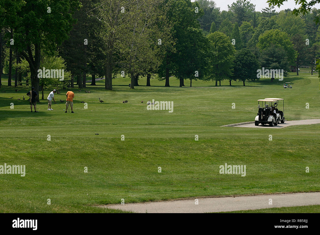 Players and geese on golf course in Ohio, USA Stock Photo - Alamy