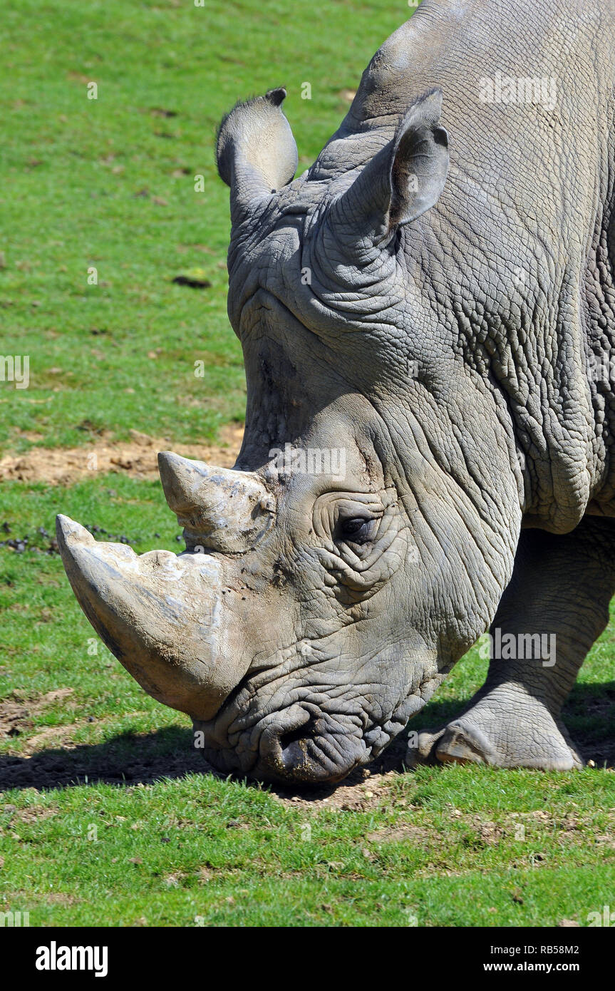 white rhinoceros or square-lipped rhinoceros, Breitmaulnashorn ...