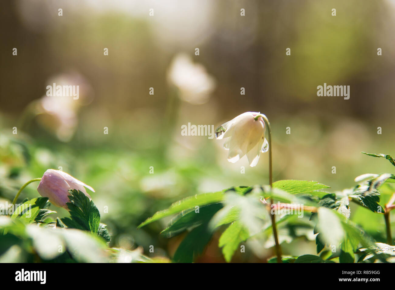 Helsingborg flower hi-res stock photography and images - Alamy