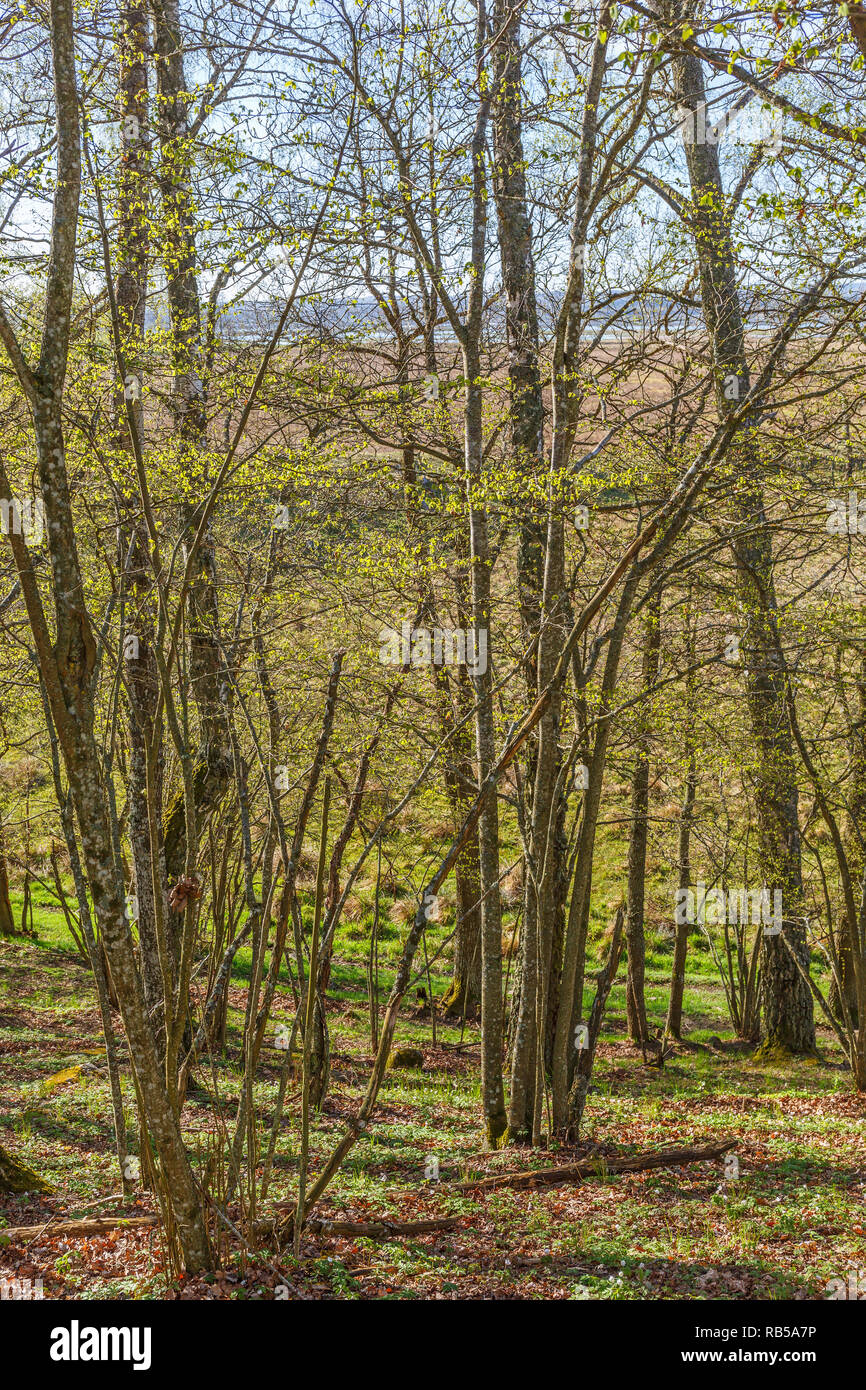 Hazel grove hi-res stock photography and images - Alamy