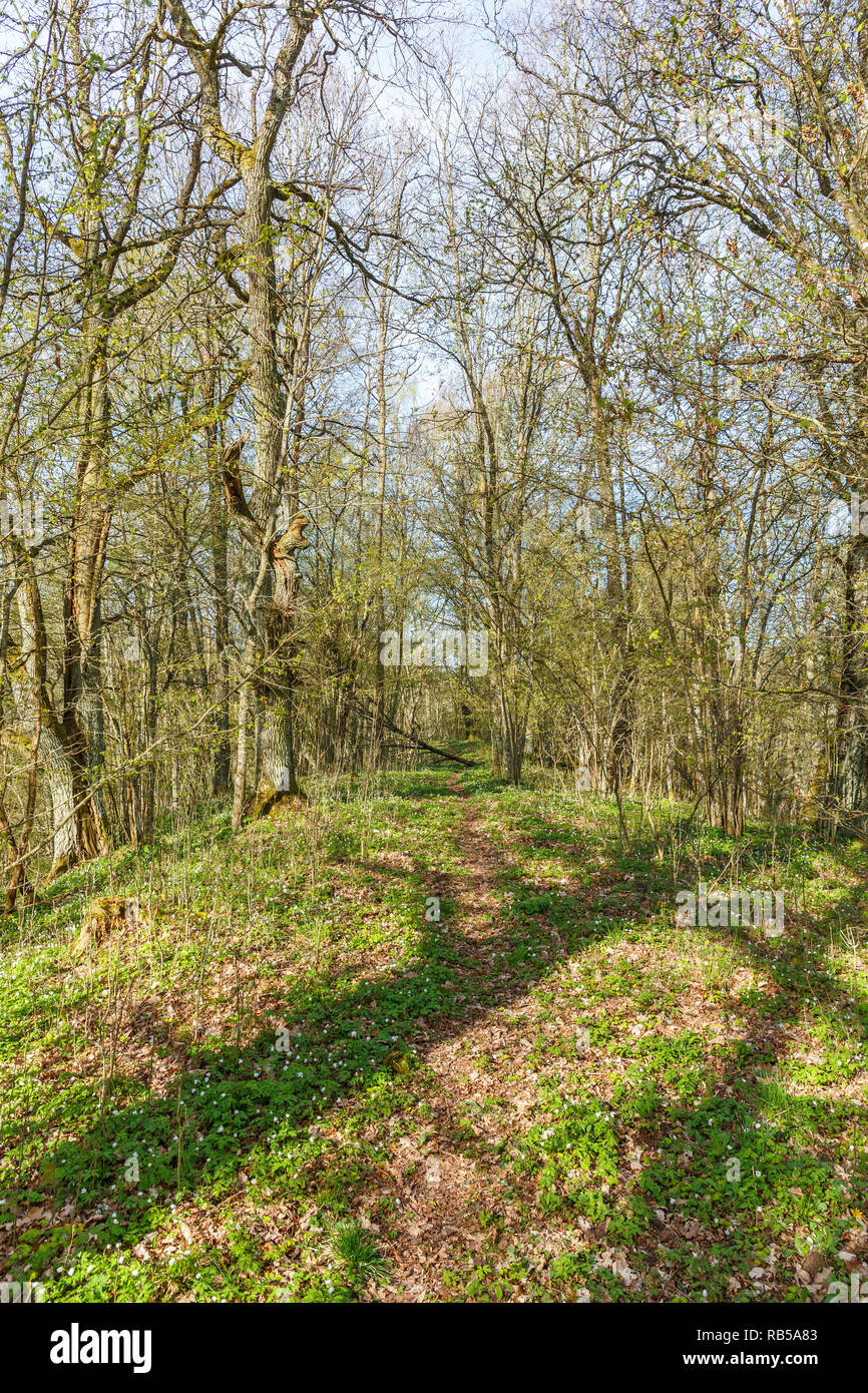 Footpath through a forest with lovely spring feeling Stock Photo - Alamy