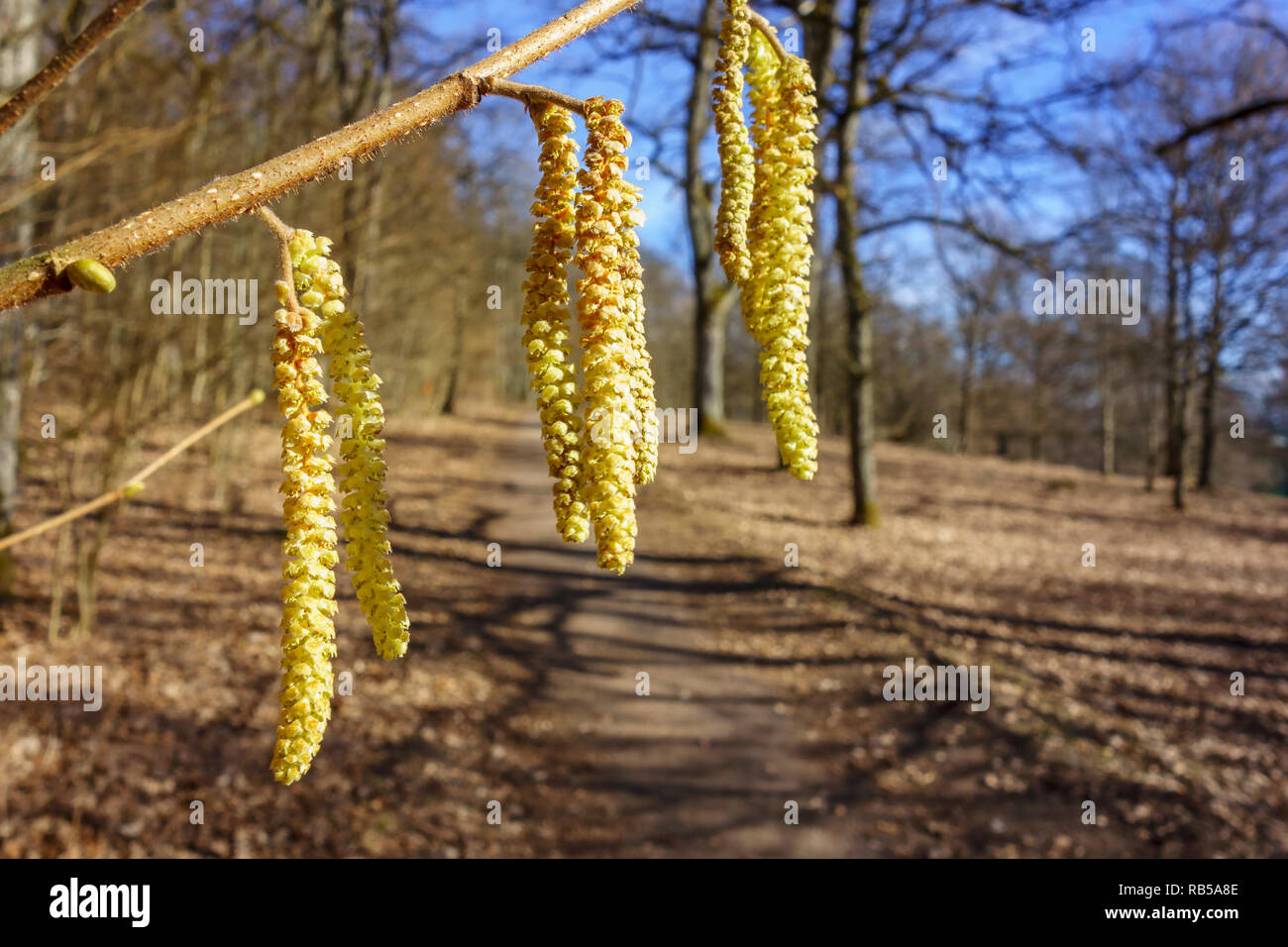 Hazel catkins hangin on a tree branch in spring Stock Photo - Alamy