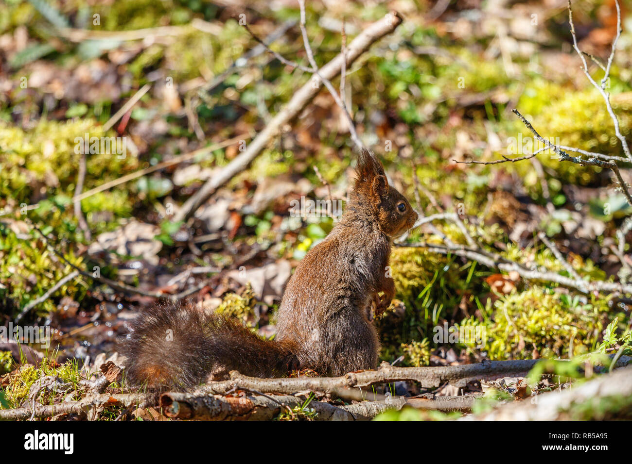 Squirrel sitting at the ground Stock Photo - Alamy