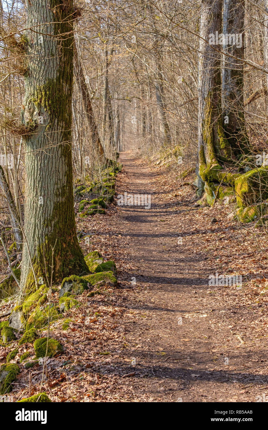 Long straight walking path in a forest Stock Photo - Alamy