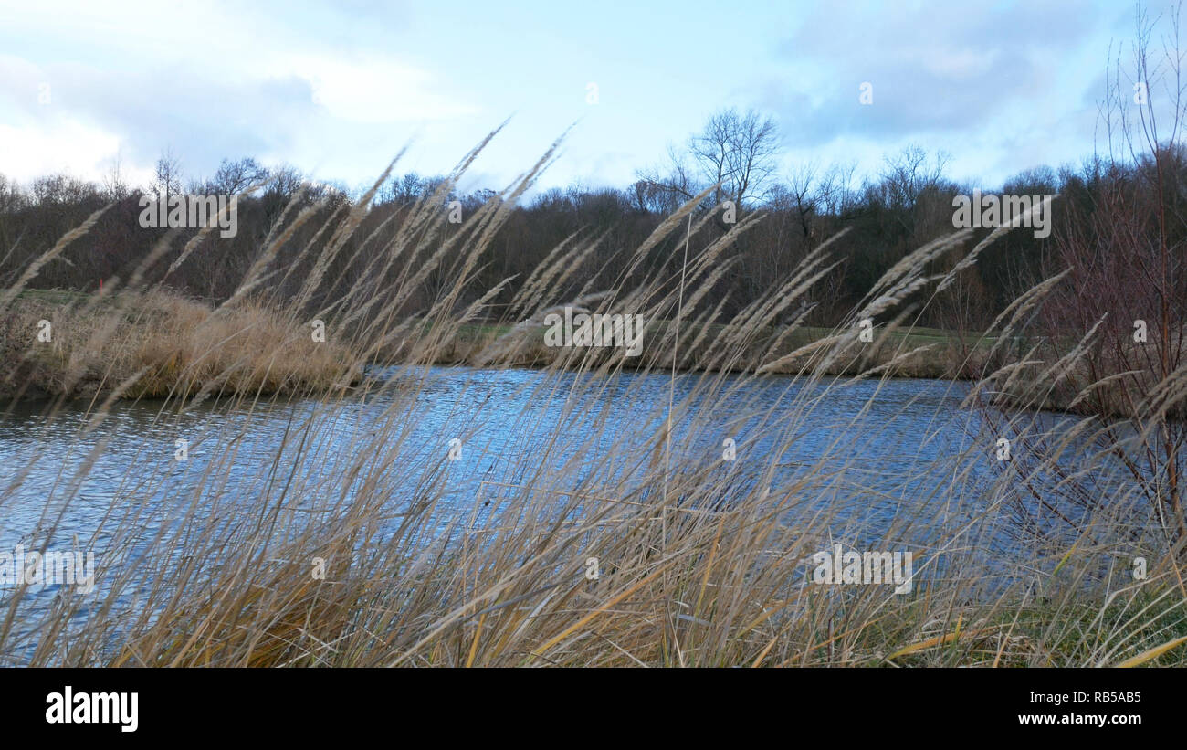 Windy pond hi-res stock photography and images - Alamy
