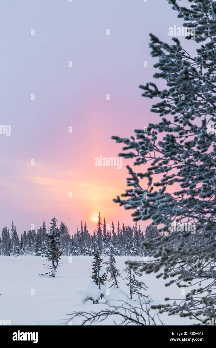 Sweden tree hotel lapland hi-res stock photography and images - Alamy