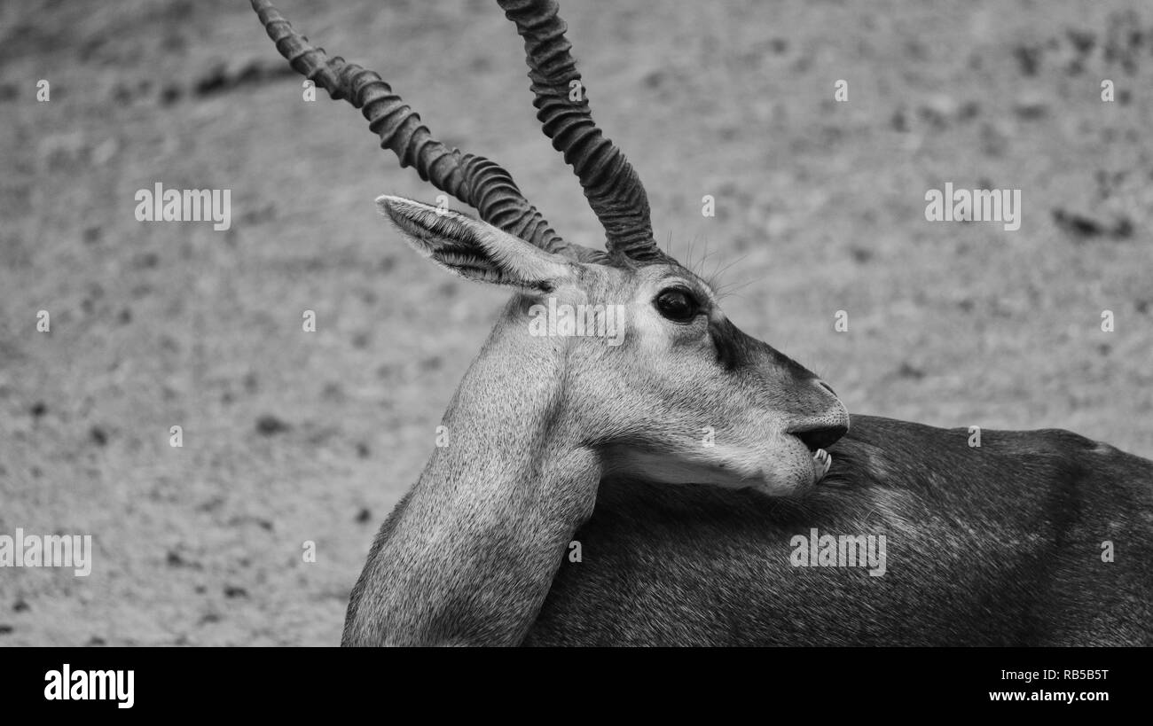 Blackbuck buck Black and White Stock Photos & Images - Alamy