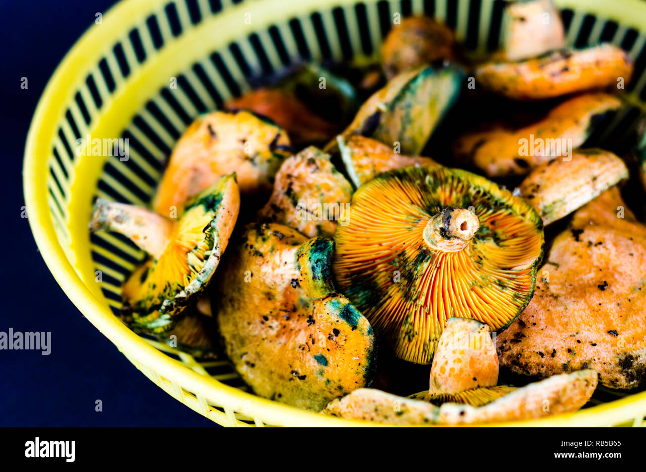 Bloody milk cap lactarius sanguifluus hi-res stock photography and ...