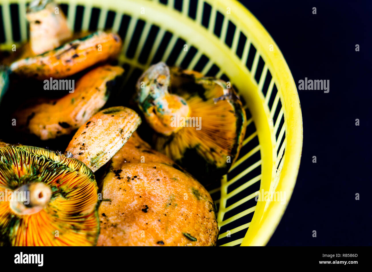 Lactarius sanguifluus hi-res stock photography and images - Alamy