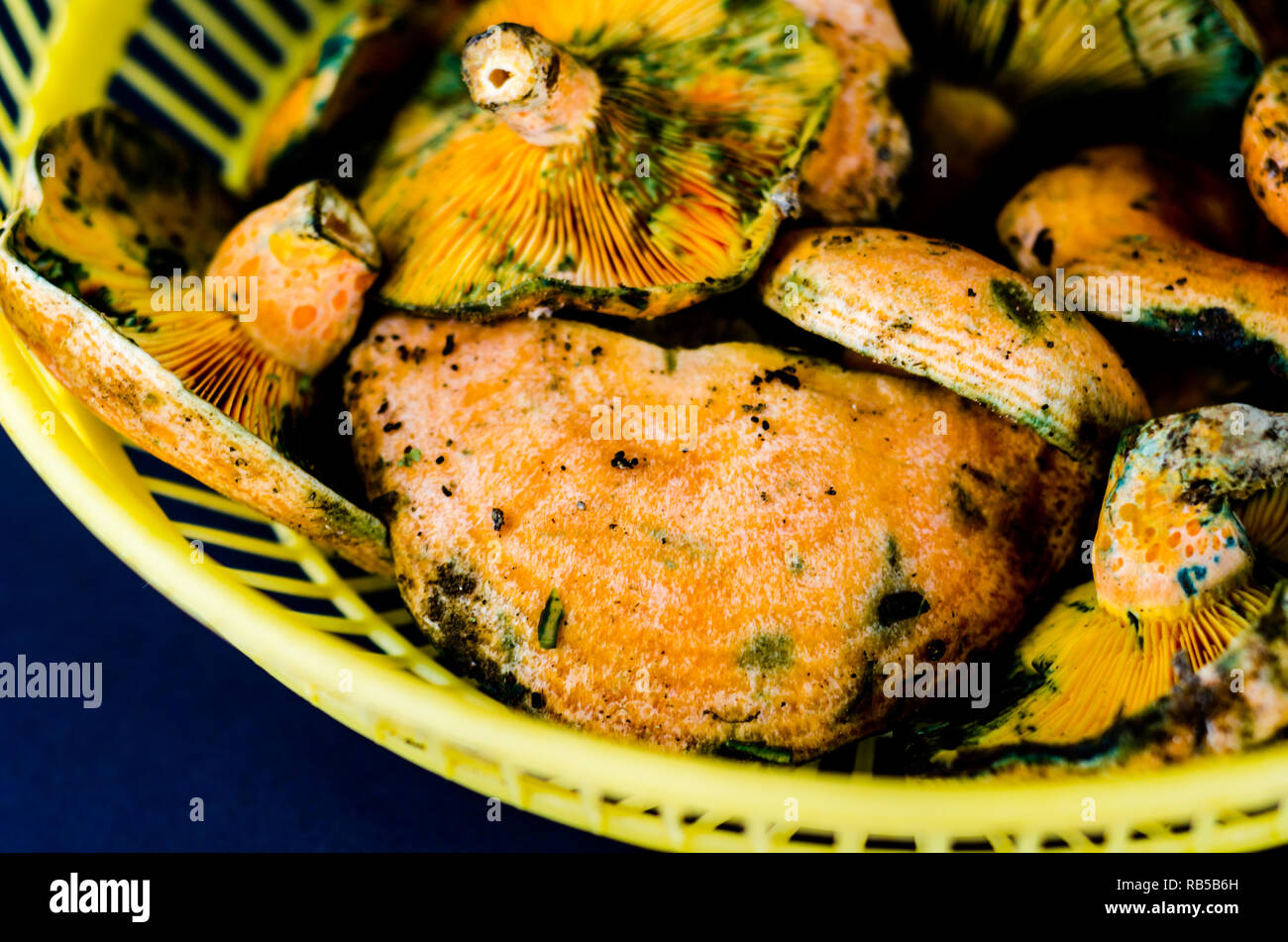 Bloody milk cap (Lactarius sanguifluus) mushrooms, famous mushrooms ...