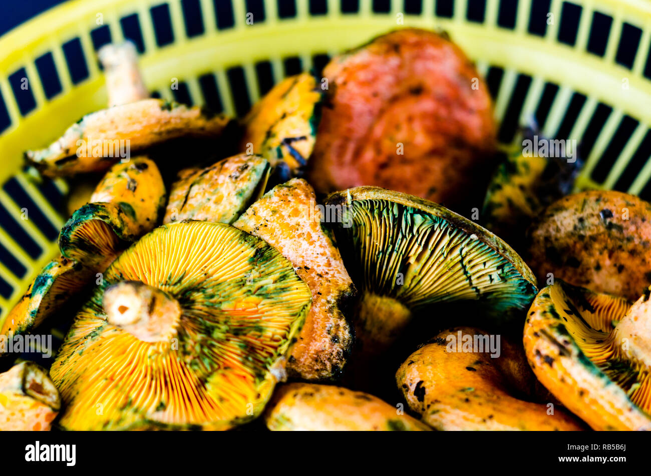 Bloody milk cap (Lactarius sanguifluus) mushrooms, famous mushrooms ...