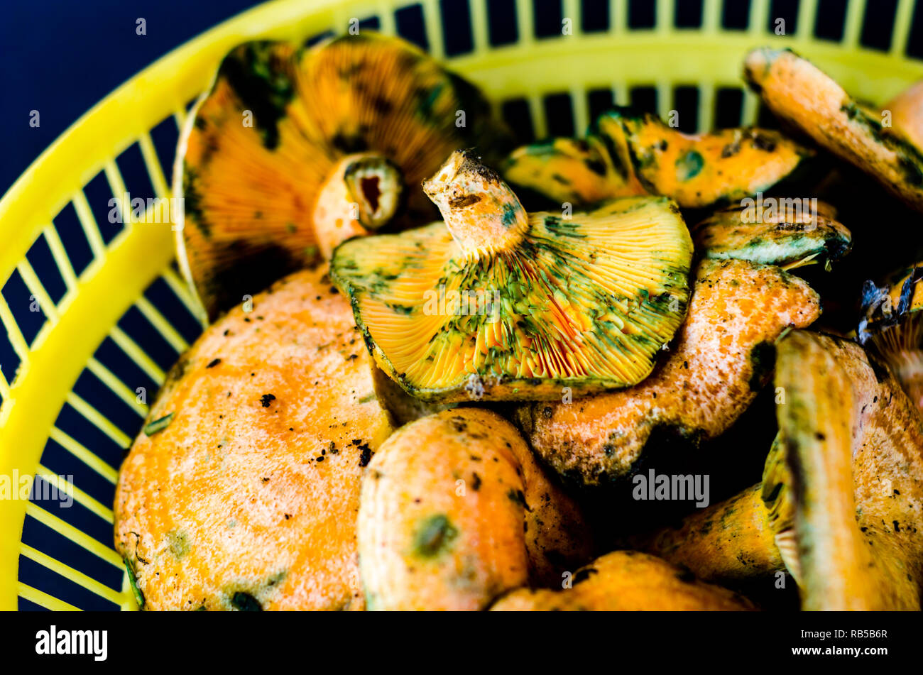 Bloody milk cap lactarius sanguifluus hi-res stock photography and ...