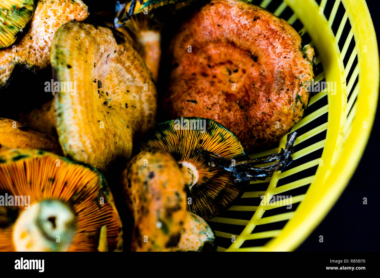 Bloody milk cap lactarius sanguifluus hi-res stock photography and ...