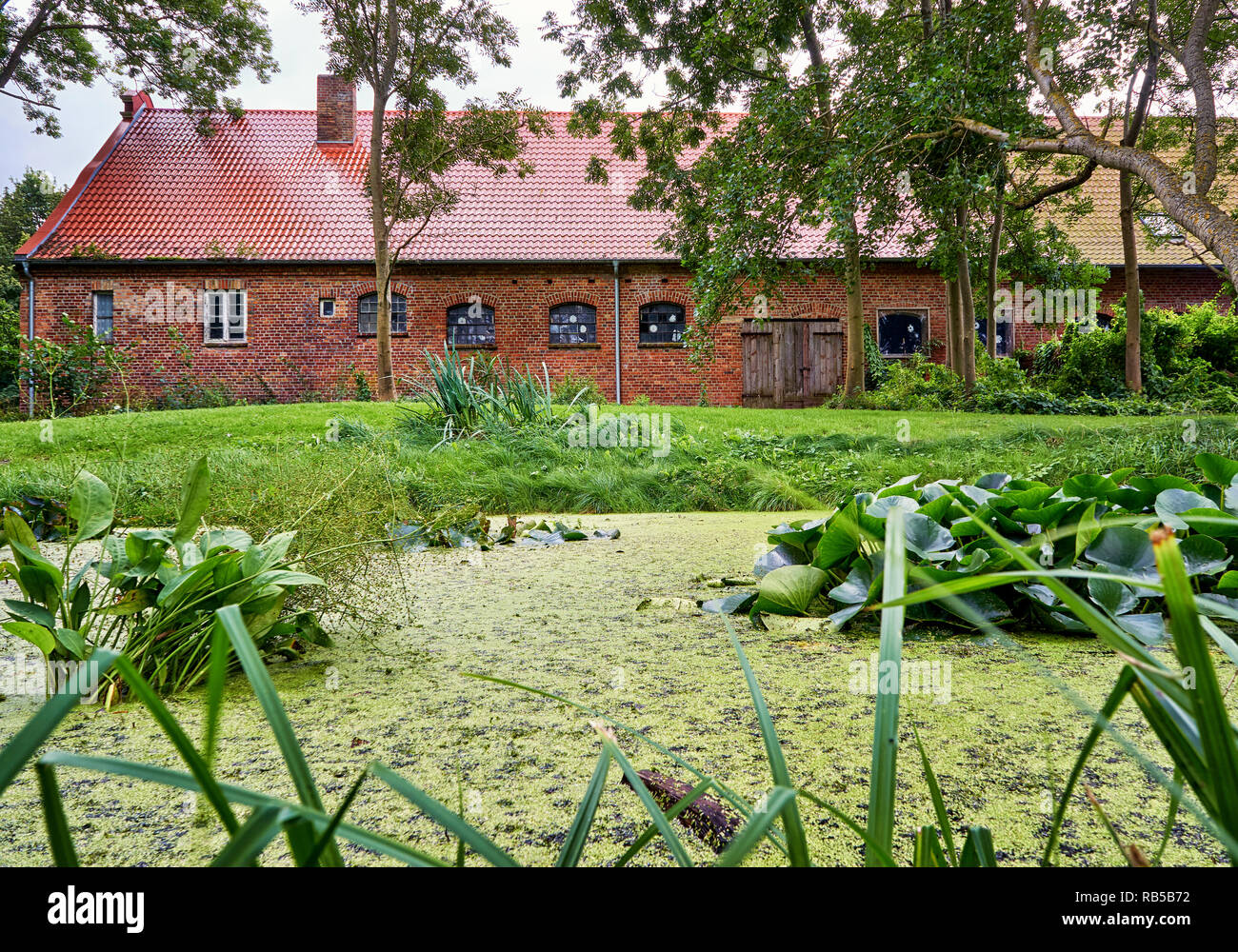 Pond with reeds and water lilies with old house in the background Stock ...