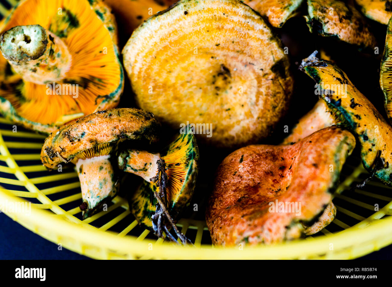 Bloody milk cap (Lactarius sanguifluus) mushrooms, famous mushrooms ...