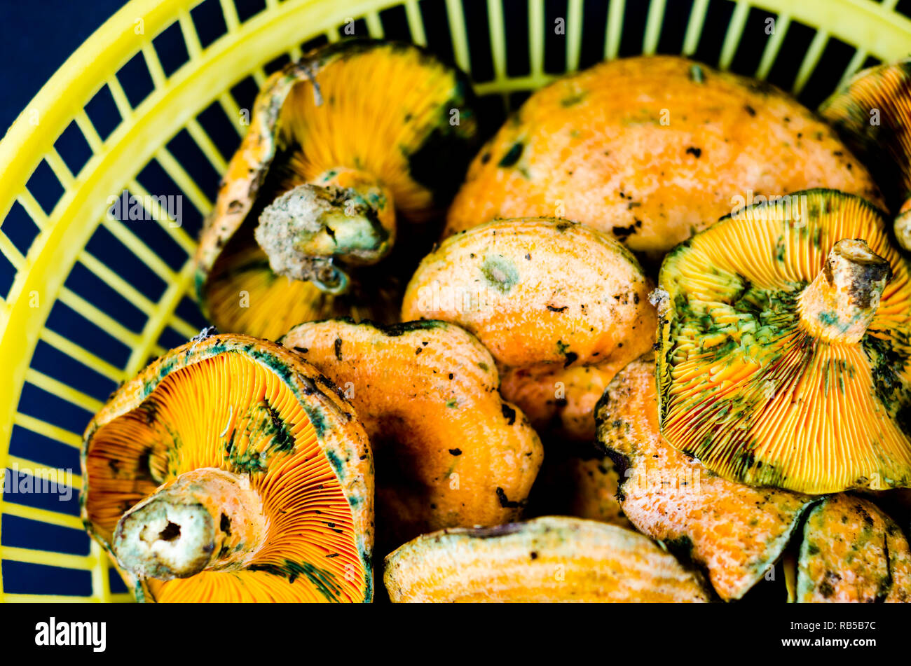 Bloody milk cap (Lactarius sanguifluus) mushrooms, famous mushrooms ...