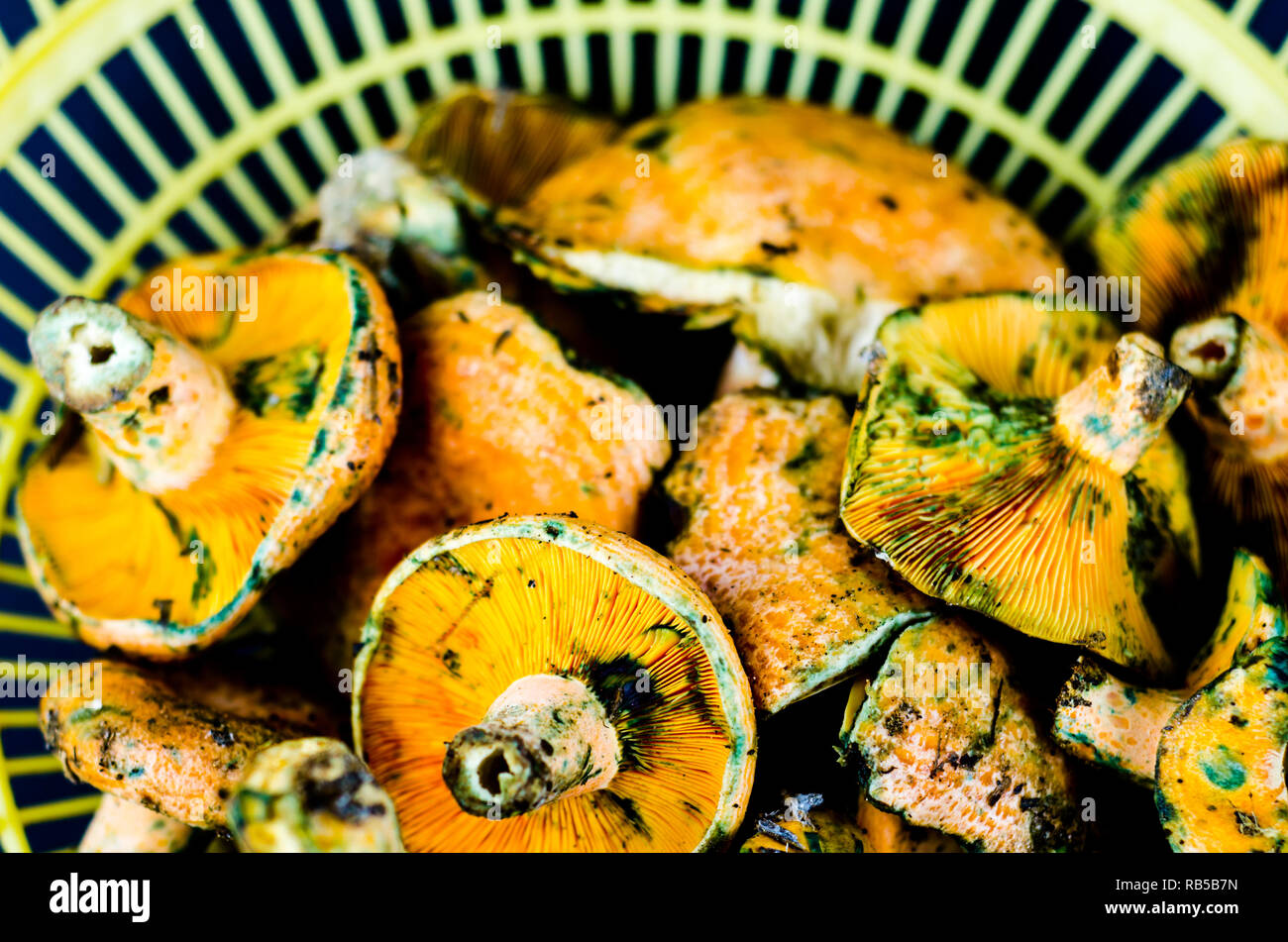 Bloody milk cap (Lactarius sanguifluus) mushrooms, famous mushrooms ...