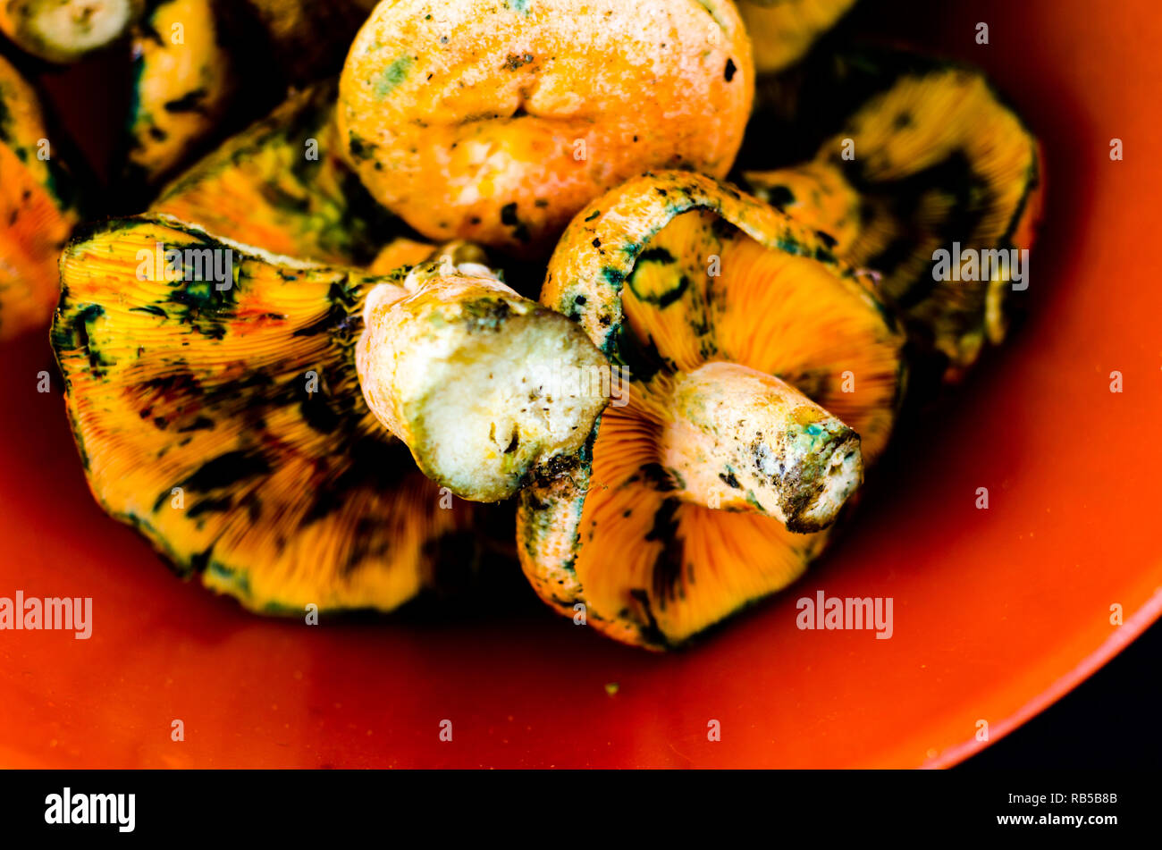 Bloody milk cap (Lactarius sanguifluus) mushrooms, famous mushrooms ...