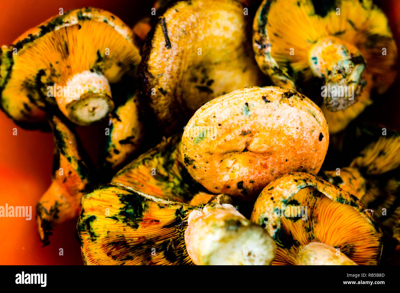 Bloody milk cap (Lactarius sanguifluus) mushrooms, famous mushrooms ...