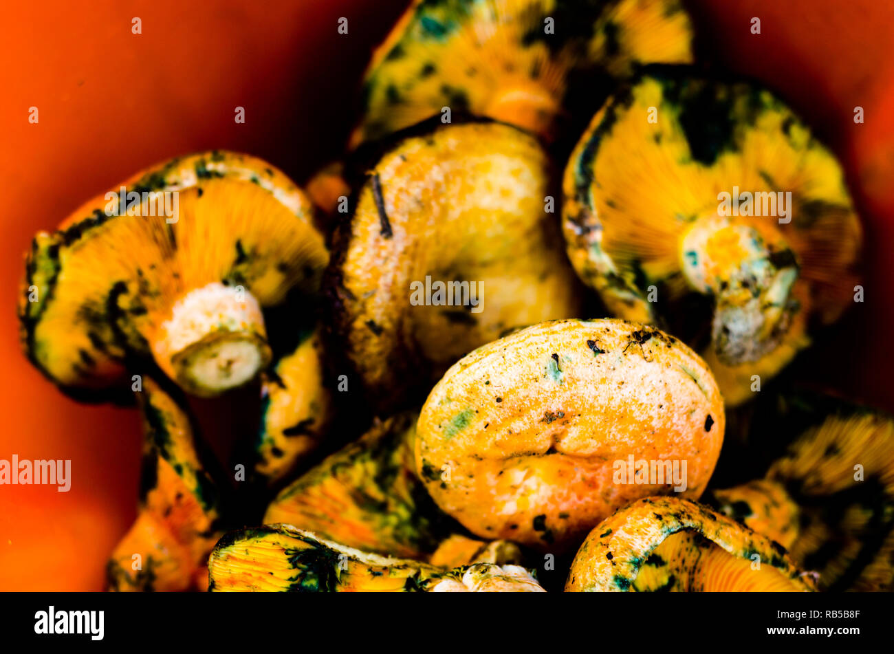 Bloody milk cap lactarius sanguifluus hi-res stock photography and ...