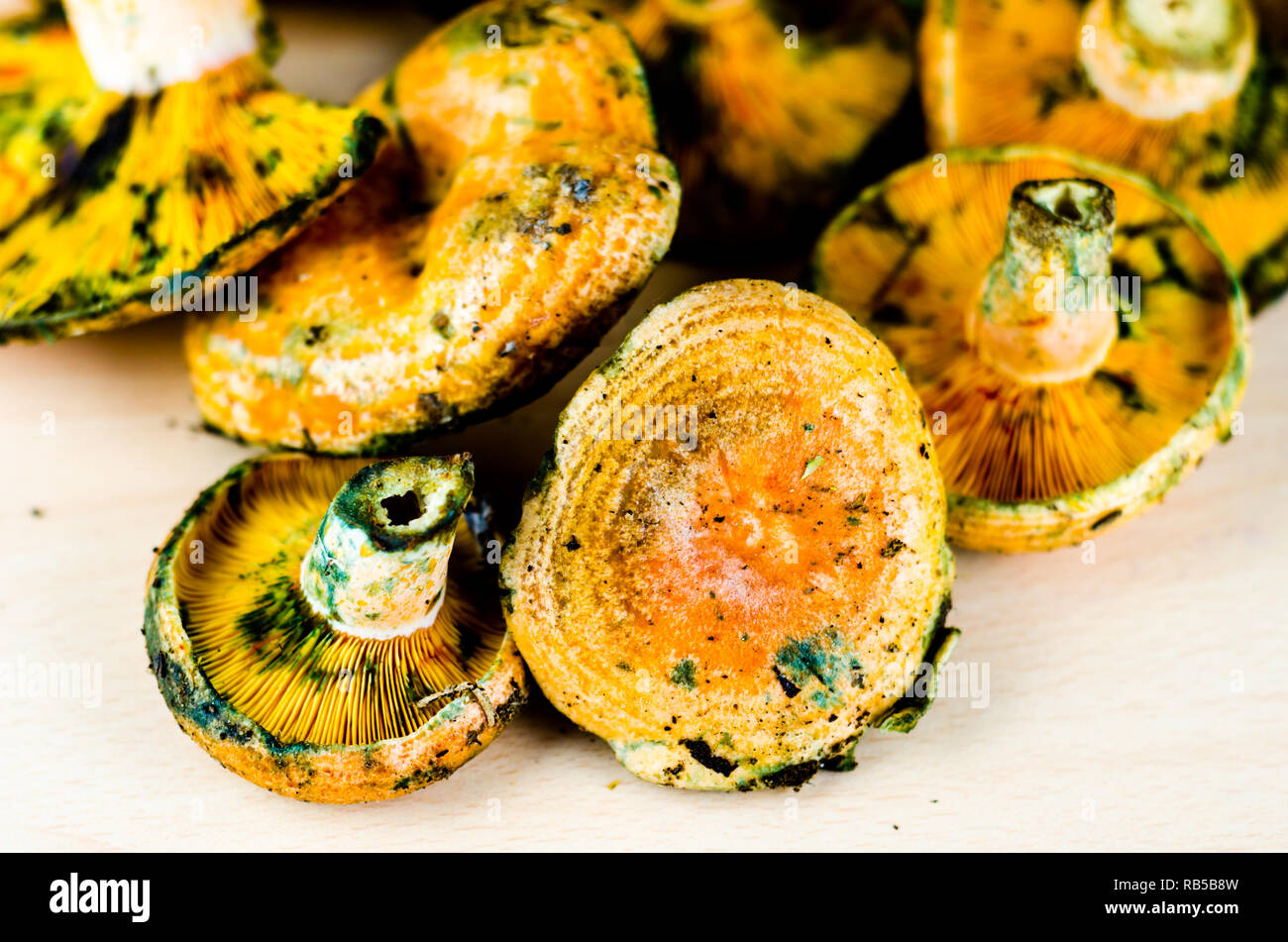 Bloody milk cap lactarius sanguifluus hi-res stock photography and ...