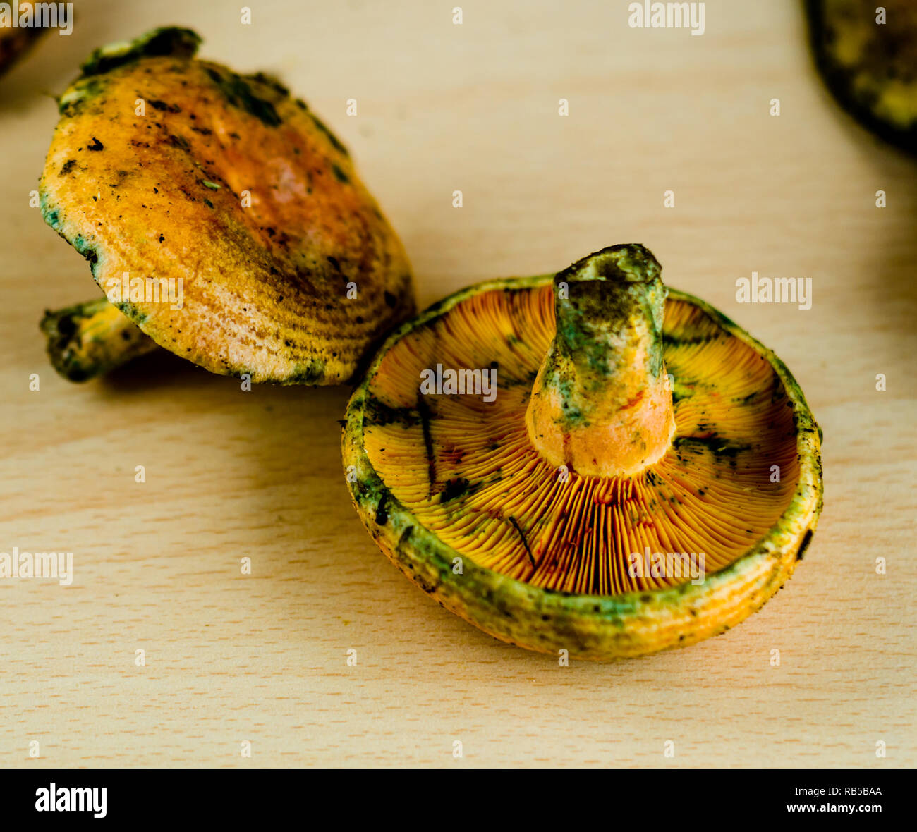Bloody milk cap lactarius sanguifluus hi-res stock photography and ...