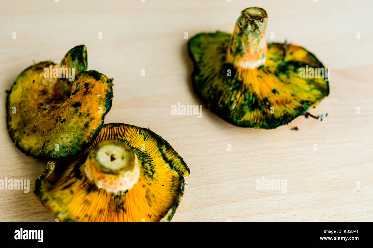 Bloody milk cap (Lactarius sanguifluus) mushrooms, famous mushrooms ...