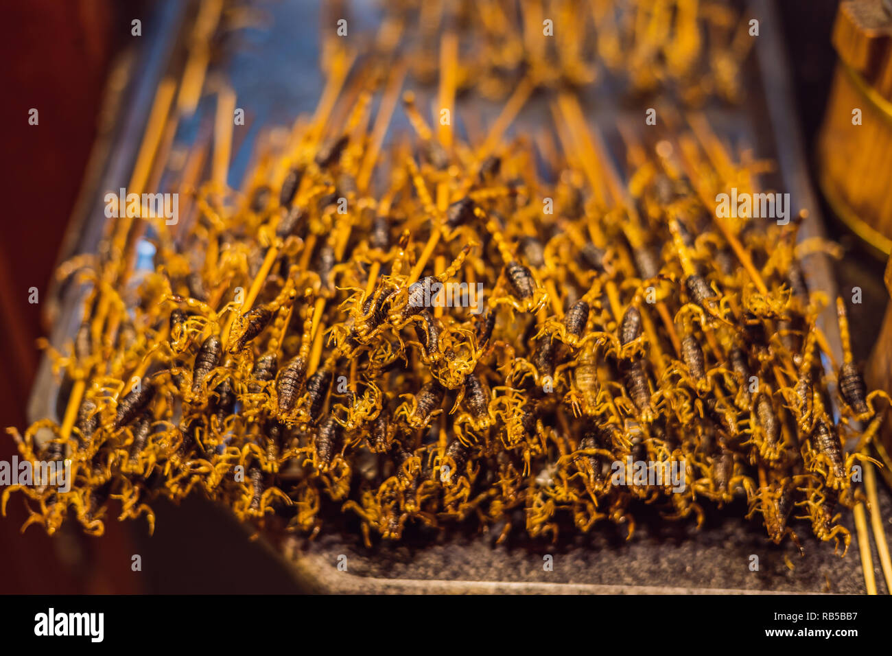Chinese stick insects hi-res stock photography and images - Alamy