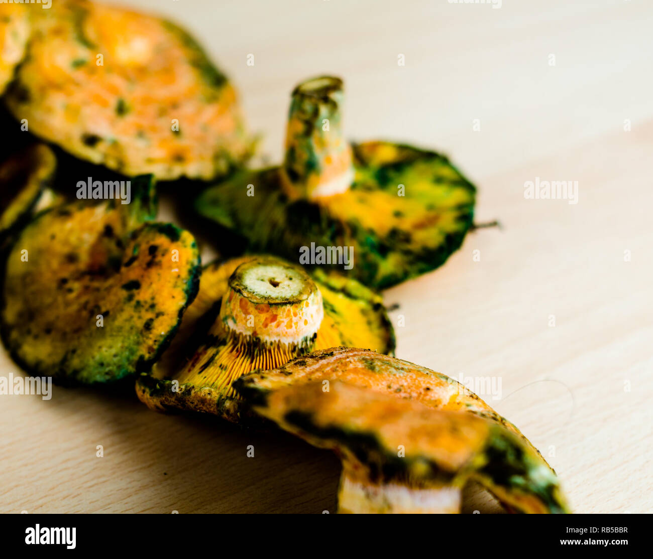 Bloody milk cap (Lactarius sanguifluus) mushrooms, famous mushrooms ...