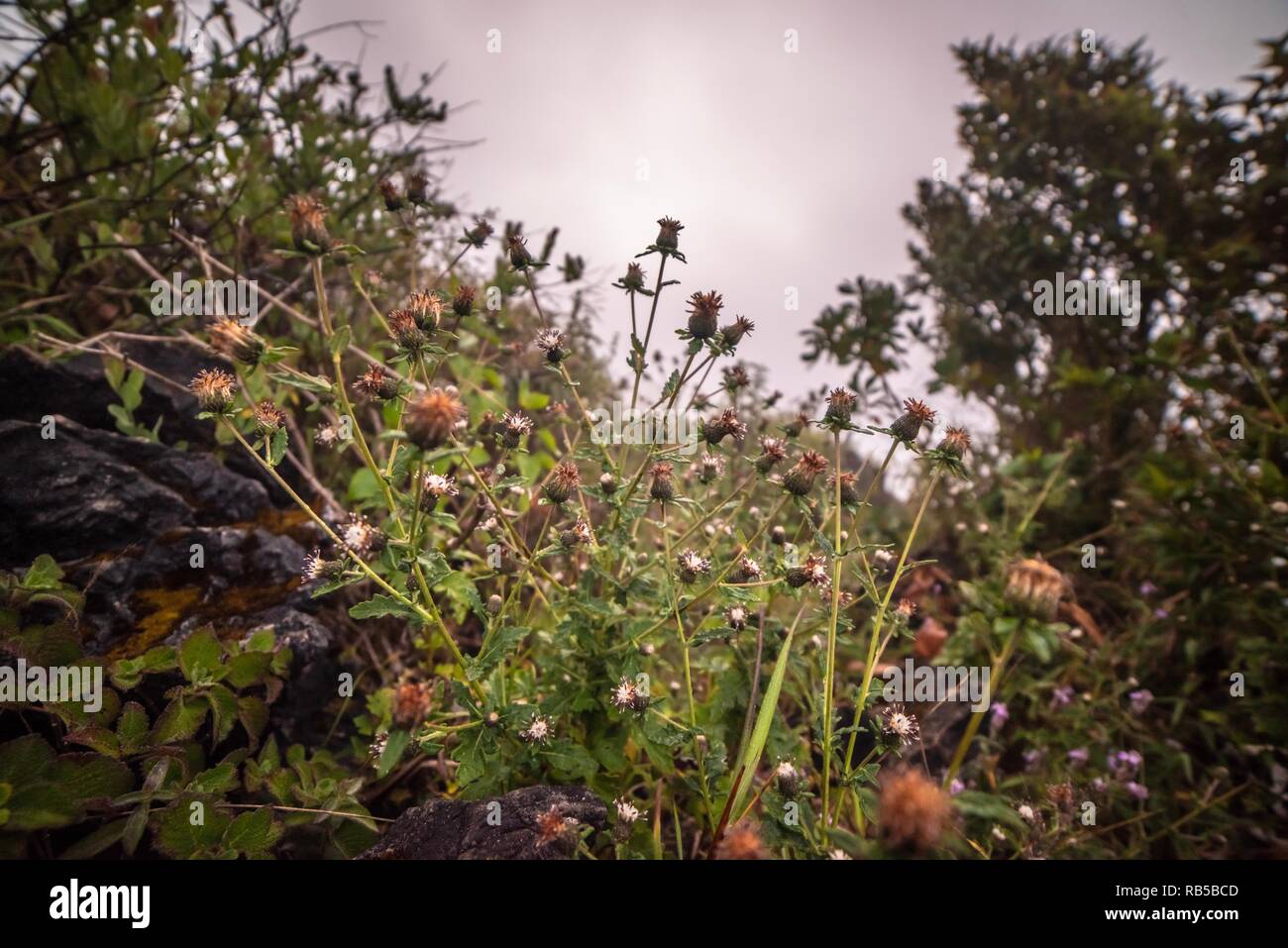 Flowers Highly specific Stock Photo - Alamy