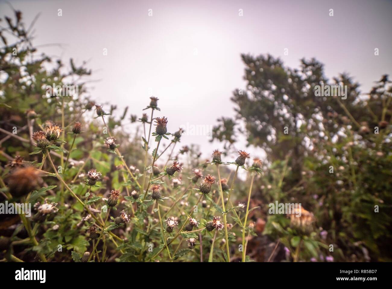 Flowers Highly specific Stock Photo - Alamy