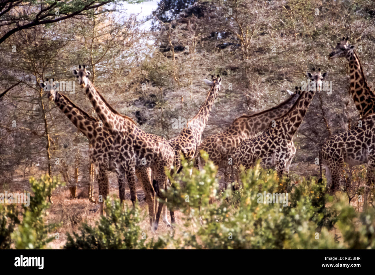 Giraffe (Giraffa camelopardalis), Selous Game Reserve, Morogoro ...