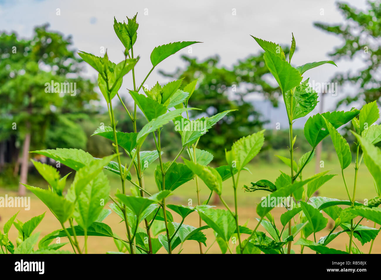 hibiscus tree stem leaf close view in a sequence with background blur ...