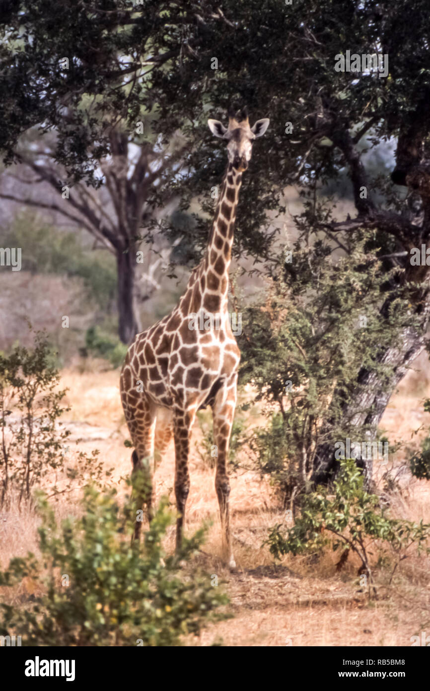 Giraffe (Giraffa camelopardalis), Selous Game Reserve, Morogoro ...