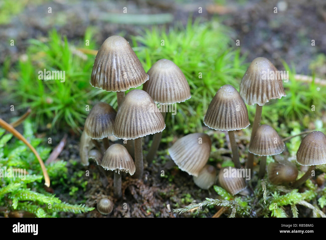 Fairy Bonnets Stock Photos & Fairy Bonnets Stock Images - Alamy
