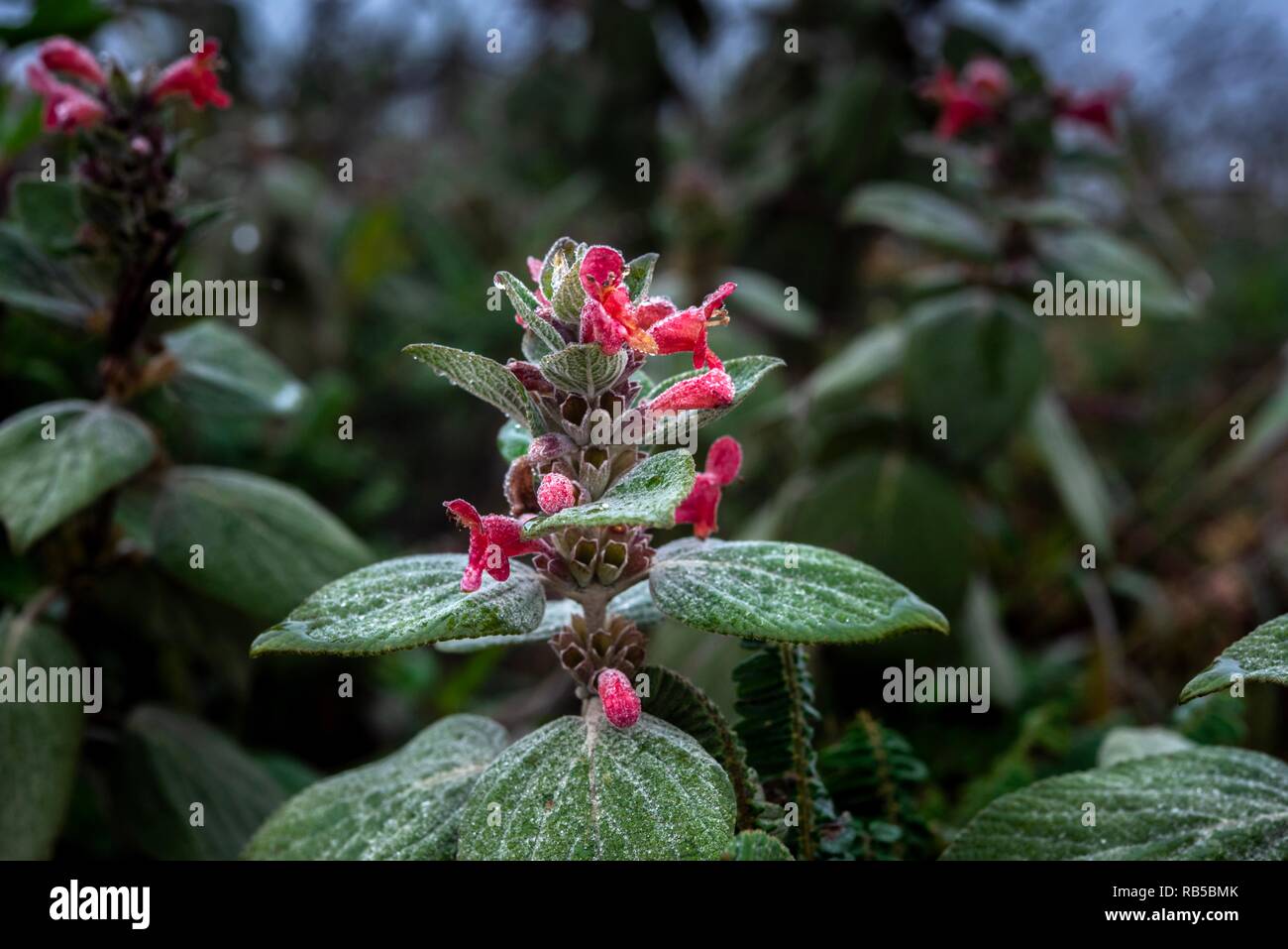 Flowers Highly specific Stock Photo - Alamy
