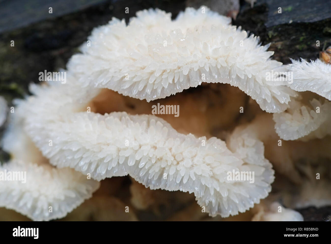 Phlebia tremellosa (formerly Merulius tremellosus), commonly known as ...