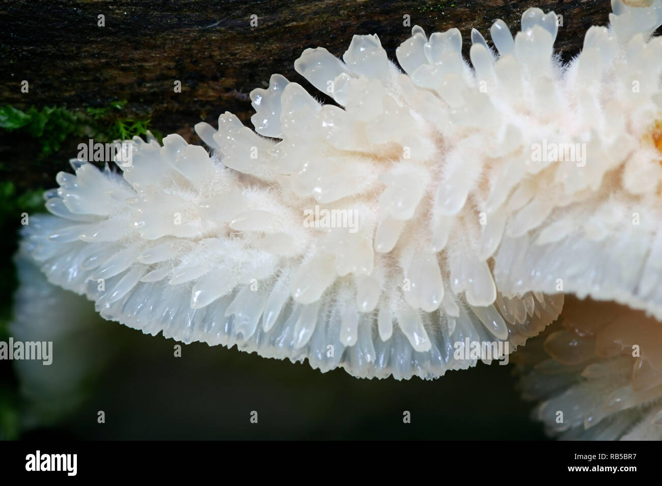 Merulius tremellosus hi-res stock photography and images - Alamy