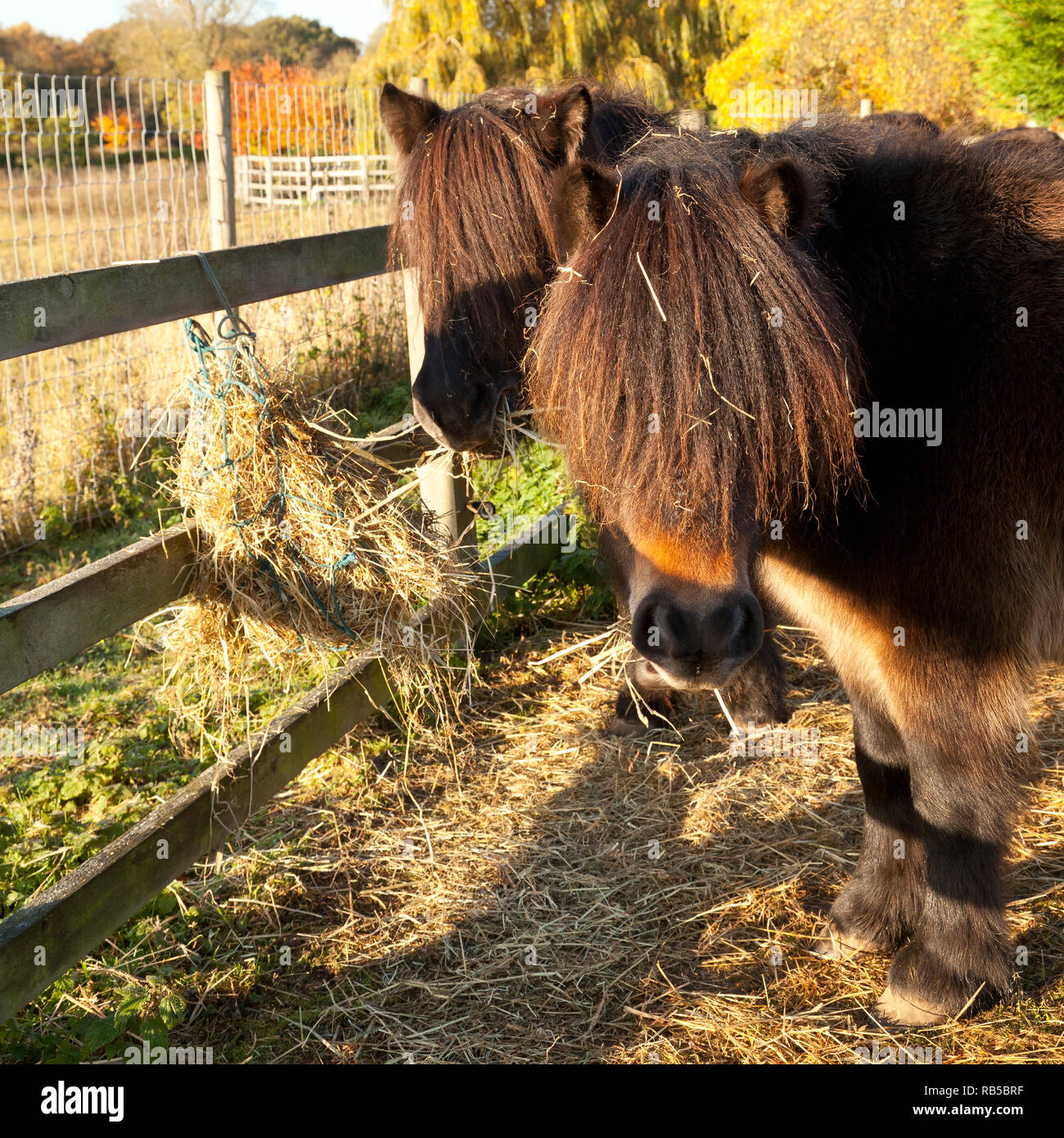 Two horses standing paddock hi-res stock photography and images - Alamy