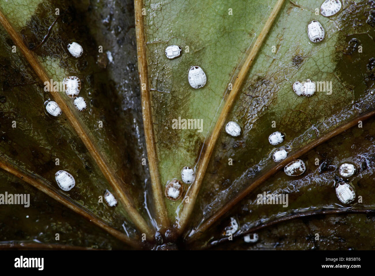 Pupa Shell High Resolution Stock Photography and Images - Alamy