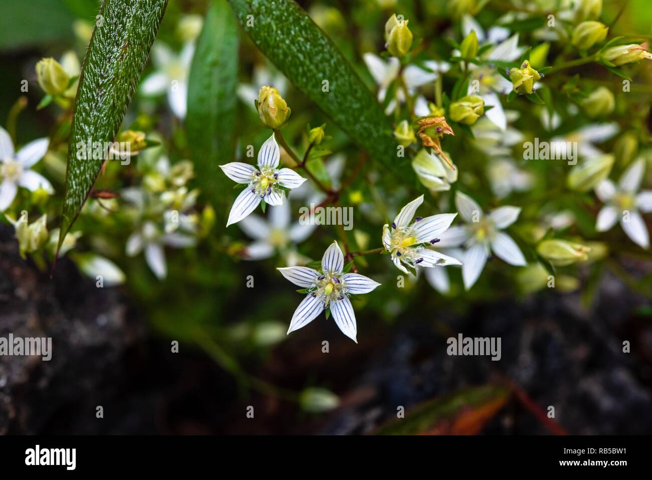 Flowers Highly specific Stock Photo - Alamy