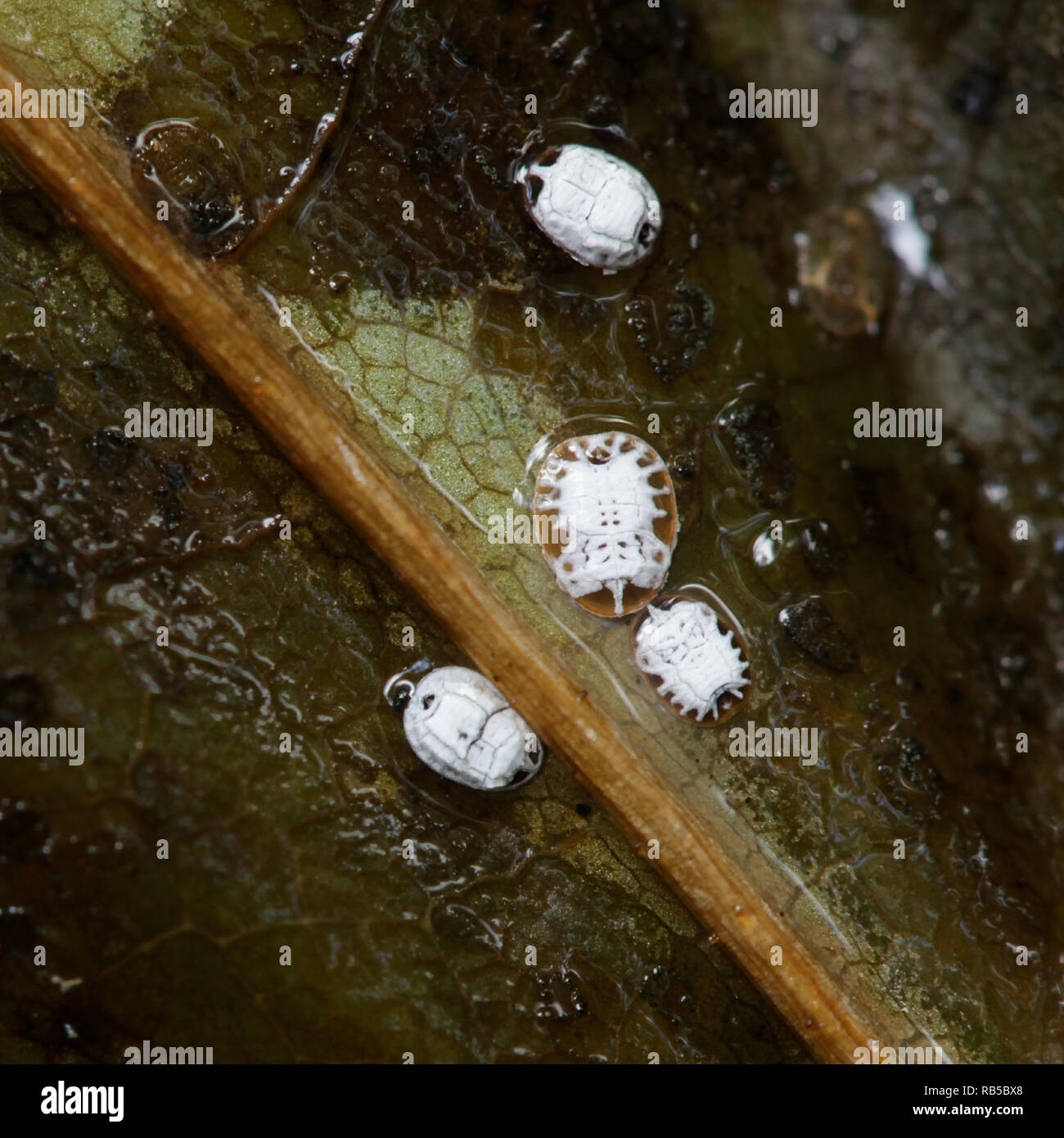 Pupa shell hi-res stock photography and images - Alamy