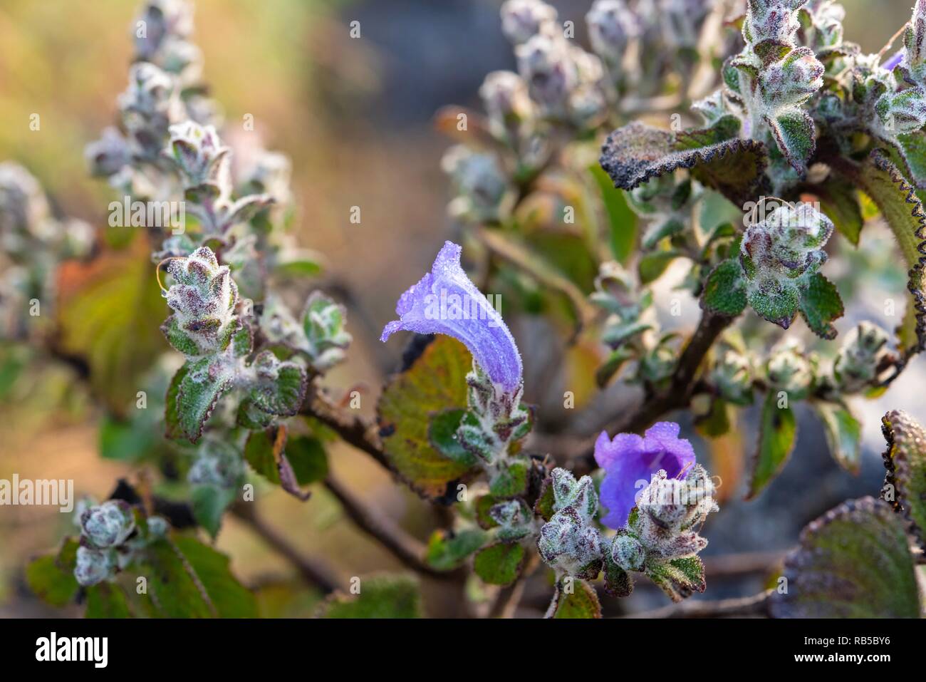 Flowers Highly specific Stock Photo - Alamy