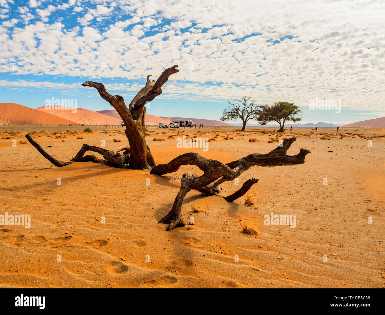 Dead Camelthorn trees and roots against red dunes and blue sky in ...