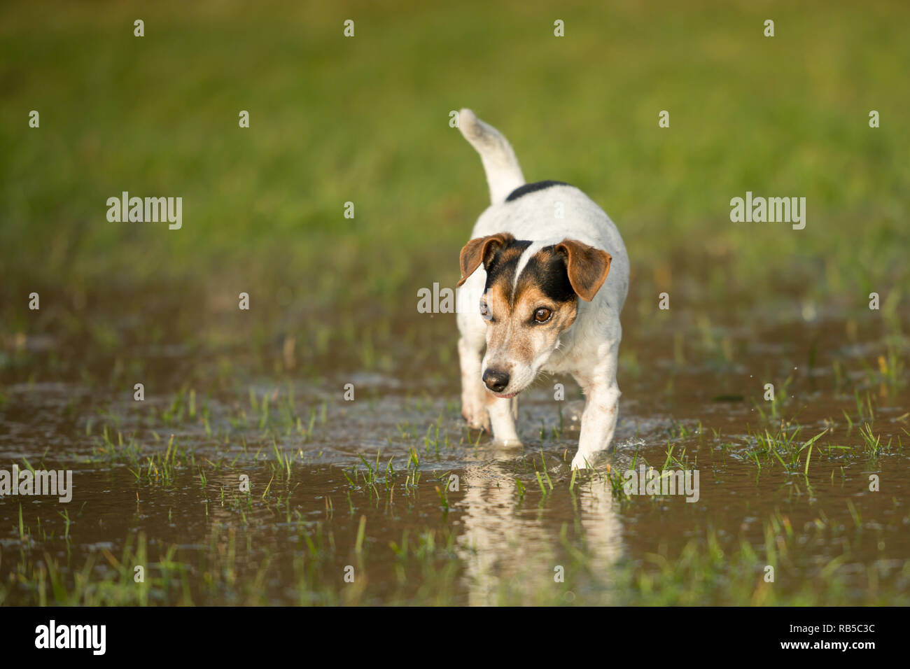 Old jack russell hi-res stock photography and images - Alamy