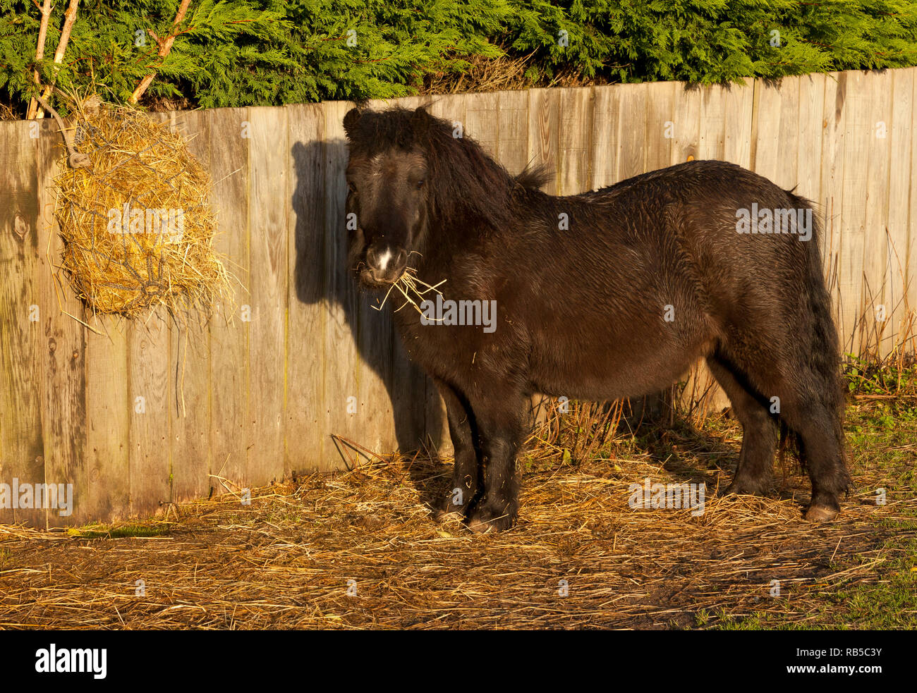 A horse eating hay hi-res stock photography and images - Alamy