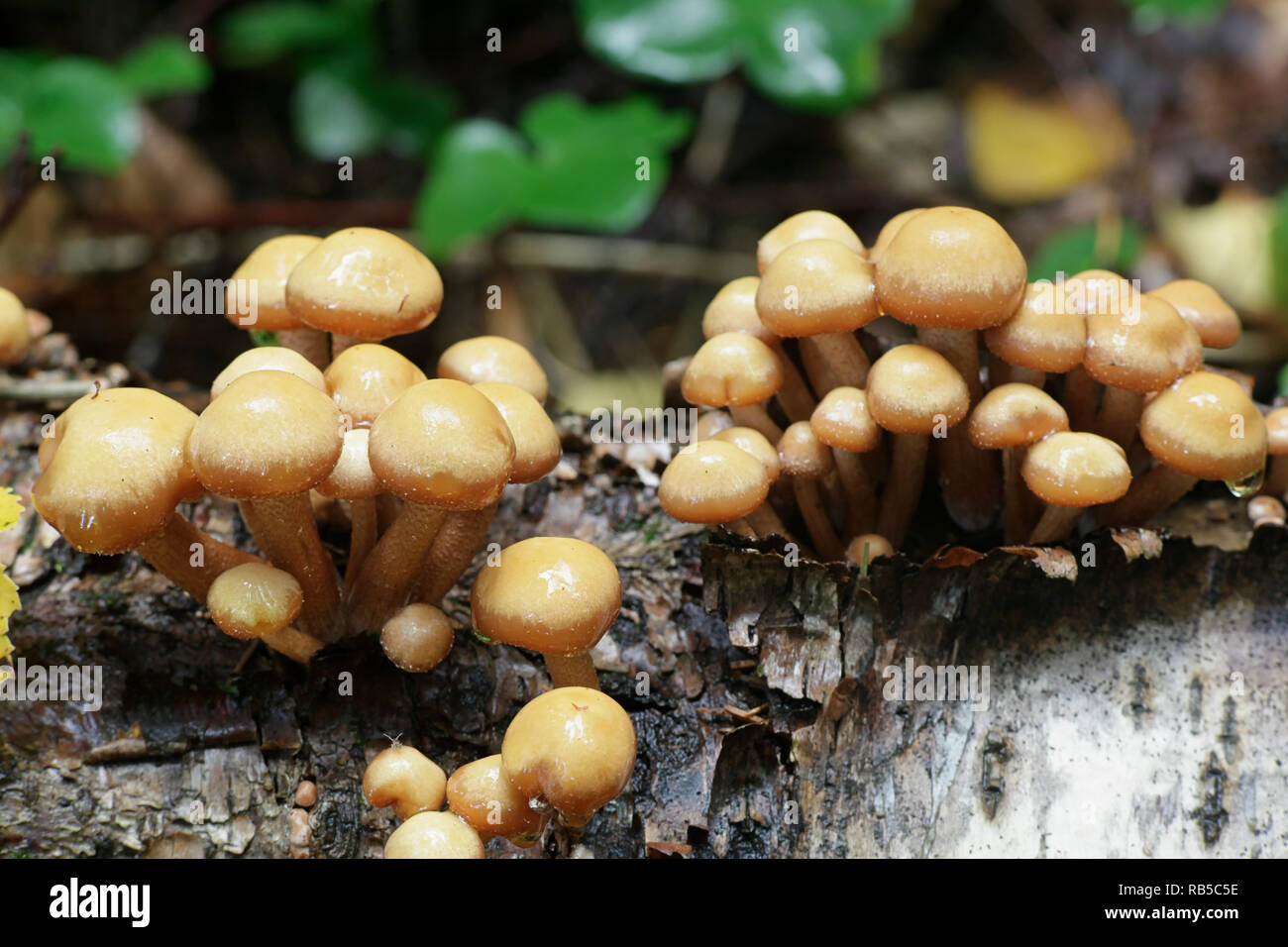 Kuehneromyces mutabilis (synonym: Pholiota mutabilis), commonly known ...