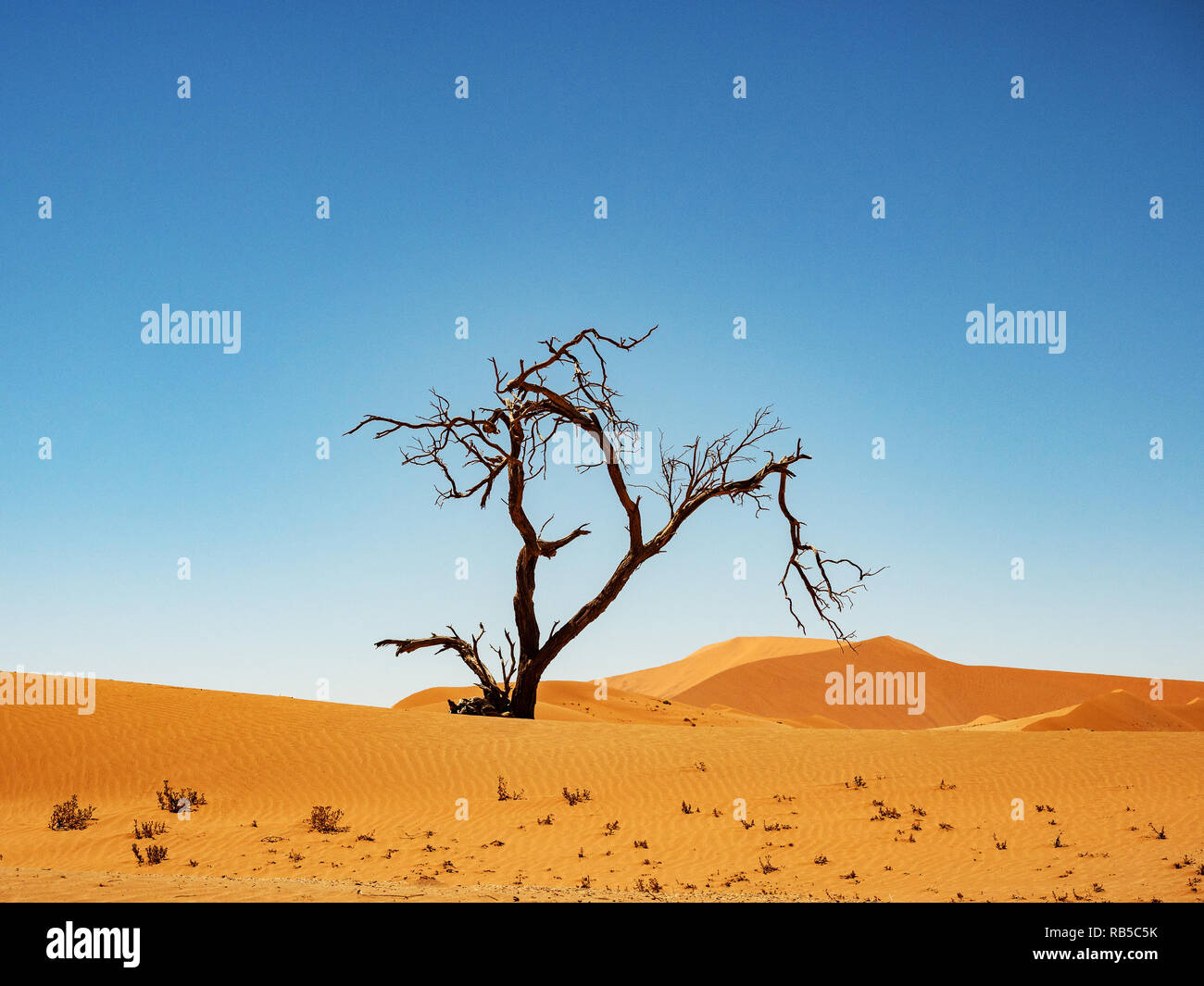 Dead Camelthorn trees and roots against red dunes and blue sky in ...